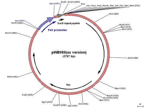 Pwb980质粒 北京庄盟国际生物基因科技有限公司