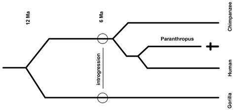 Phylogenetic Tree Showing How Introgression Caused The Speciation Of