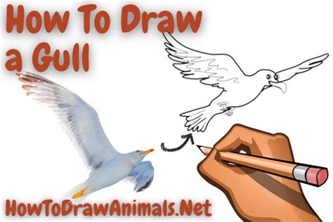 How To Draw A Lynx Fun And Easy Drawing Tutorial