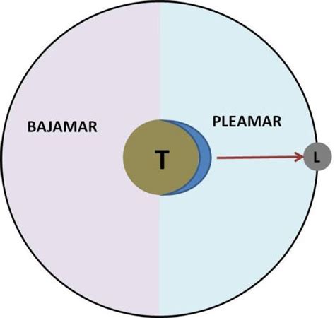 Entendiendo Los Ciclos De Mareas Animal De Ruta
