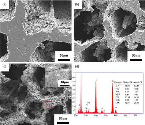Morphology Of Porous Titanium Sample Immersed In Sbf For 7 Days A Download Scientific Diagram