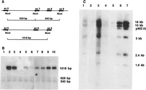 Identification Of Transgenic Mice By Southern Analysis A Schematic