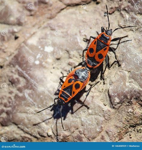 European Firebug Pyrrhocoris Apterus Stock Image Image Of Mating Outside 146408929