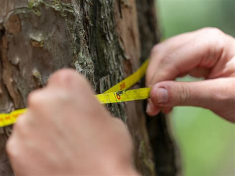 Forest Inventory And Analysis Archives Texas Aandm Forest Service