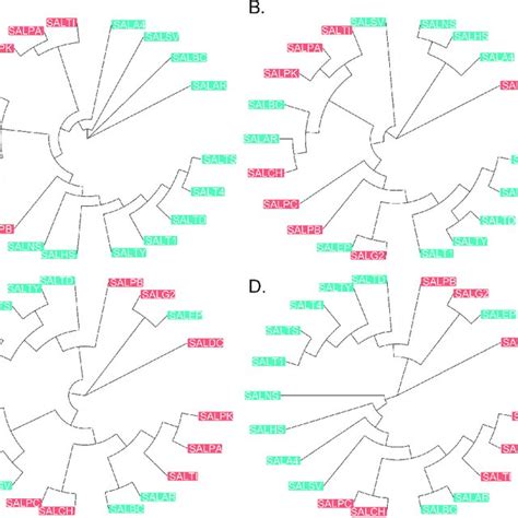 core genome snp based phylogenetic tree and hierarchical download