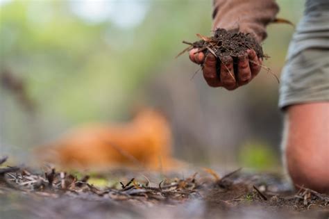 Premium Photo University Babe Conducting Research On Forest Health Farmer Collecting Soil
