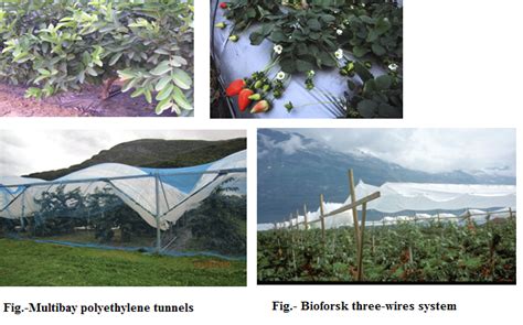Role Of Protected Cultivation In Fruit Crops