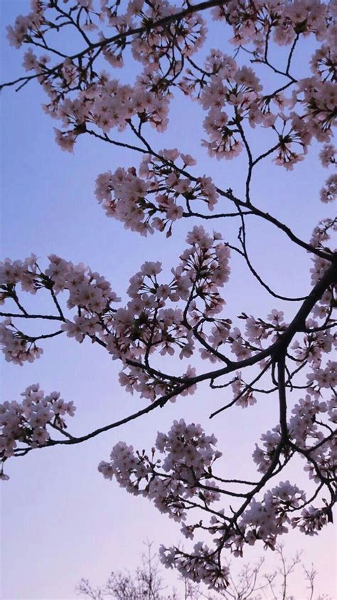 Descubre 86 Ideas De Flores Aesthetic Y Fondos De Pantalla Naturaleza