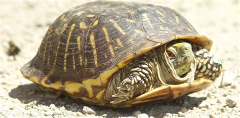 How Did The Turtle Get Its Shell Fossil Discovery Gives Us A Clue