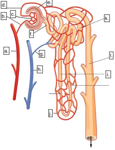 Nephron Diagram Labeling Flashcards Quizlet