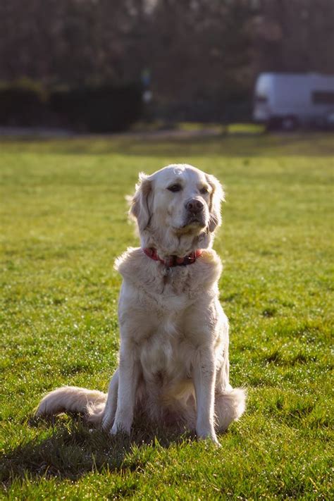 Why Is My Thinkpad Docking Station Not Detecting Monitors