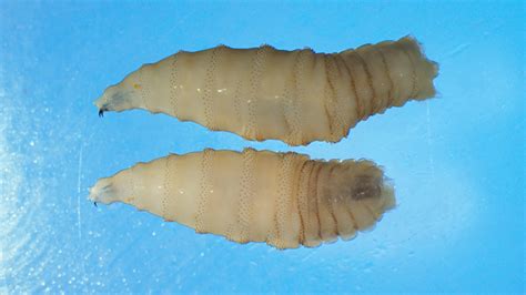 First Us Case Of Flesh Eating New World Screwworm Detected In Maryland