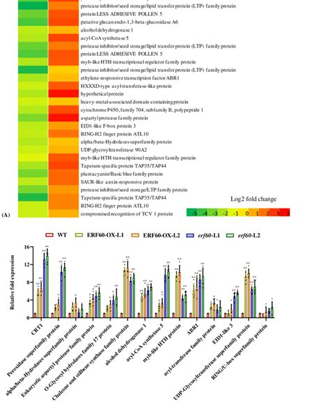 Microarray Analysis And In Vitro Validation Of Selected Target Genes In