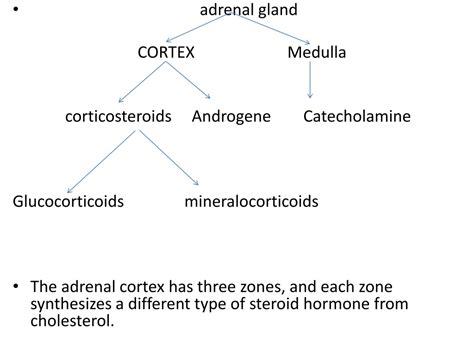 Ppt The Role Of Corticosteroids In The Human Body Powerpoint Presentation Id9516290