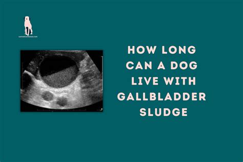Dog Gallbladder Sludge Symptoms Recognizing The Signs