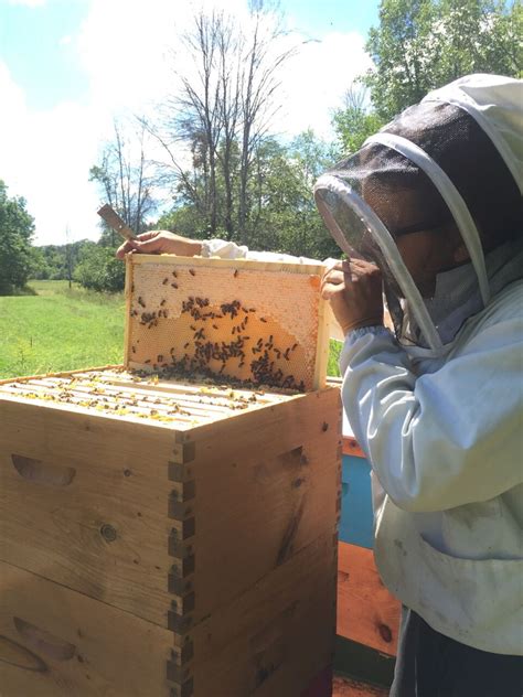 The Anatomy Of The Beehive