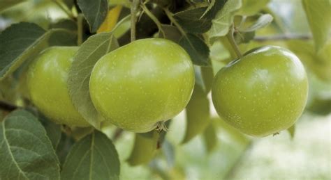 Identify And Diagnose Apple Nutrient Deficiencies Yara Uk