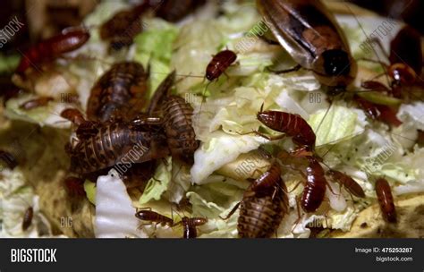 Group Cockroaches Image And Photo Free Trial Bigstock
