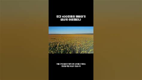 연간 400만톤의 해바라기 공장으로 불리는 아르헨티나의 엄청난 생산량 Youtube