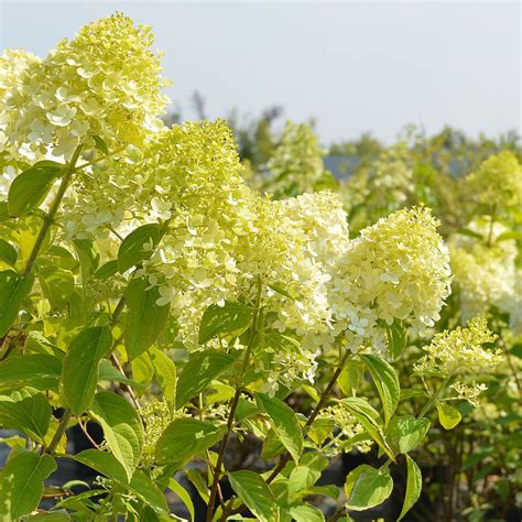 Grow Limelight Hydrangea Shrubs For Stunning Bright Blooms Gardening