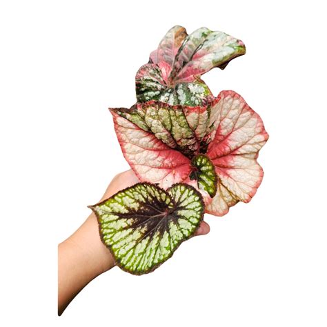 Begonia Rex Hybrid Variegated