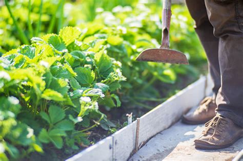 수공구로 정원에서 땅을 경작하는 농부 토양 풀림 원예 개념 농장에서의 농업 작업 가루로 빻은에 대한 스톡 사진 및 기타 이미지 가루로 빻은 개념 계절 Istock