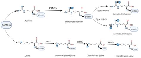 Types Of Post Translational Modification Finetest Elisa Kit