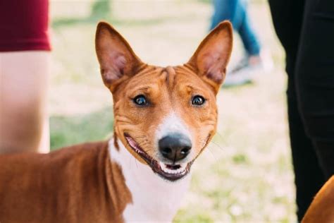 Chiots Basenji Mix