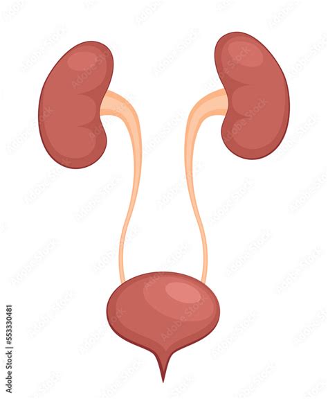 Urinary System Anatomy Incontinence Biology Infection Uti Ureter
