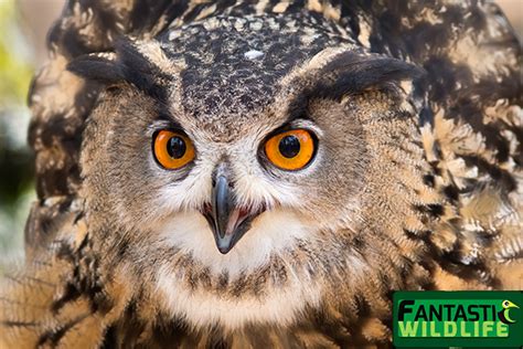 Eurasian Eagle Owl Bubo Bubo Facts Diet Pictures Traits