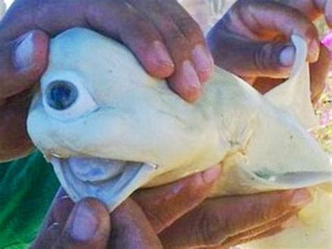 Real Cyclops Shark And More Great Images Img 46 Youtube
