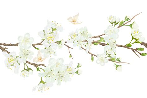 봄 가지에 꽃과 새싹 가벼운 꽃잎과 수술 원활한 테두리 수채화 디지털 일러스트레이션 사과 나무와 체리 재스민 흰색 배경에 고립된