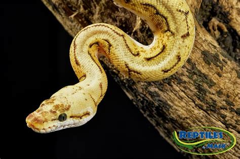 Ball Python Care Sheet Reptiles By Mack