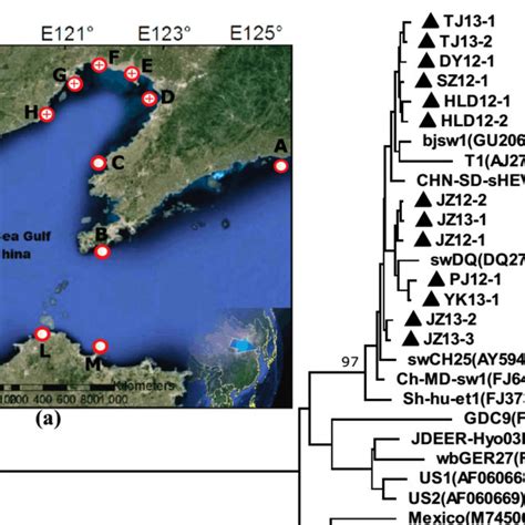 Locations Of Shellfish Sampling And Phylogenetic Trees Of Hepatitis E