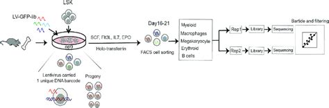 Summary Of The Barcoding Protocols Experimental Workflow Download