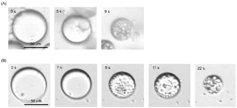 Time Course Of Microcapsule Formation During Solvent Diffusion A Download Scientific Diagram