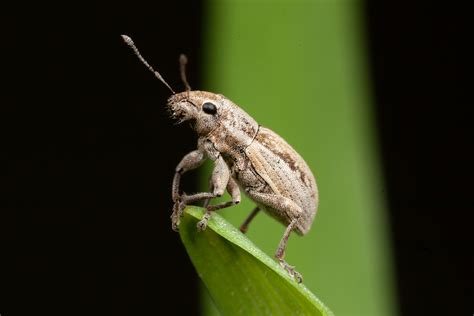Weevil Pests Abound But How To Distinguish Them Cesar Australia