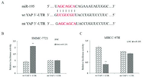 Modulation Of Mir 195 Expression Regulated Yap Signaling Pathway
