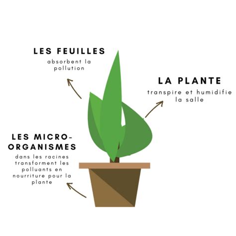 Plants Vs Pollution Les Plantes Anti Pollution Violet