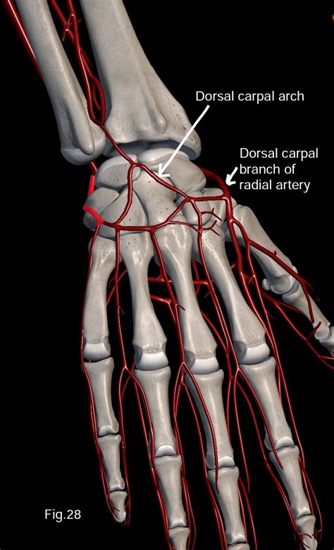 Dorsal Carpal Branch