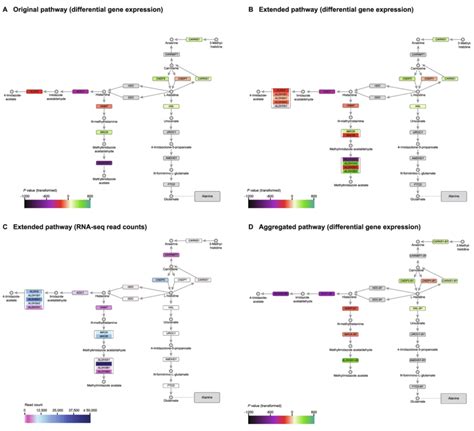 Pathway Of Histidine Metabolism A Original Pathway Colored By