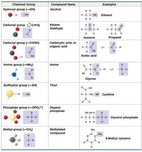 functional groups ap biology