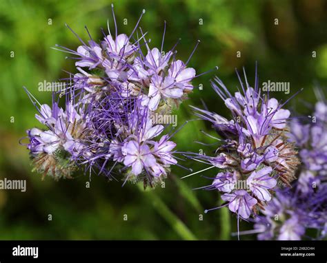 Lacy Phacelia Blue Tansy Or Purple Tansy Phacelia Tanacetifolia