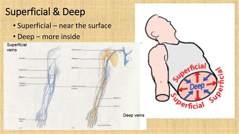 Intermediate Anatomy
