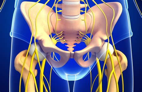 Understanding And Managing Groin Nerve Pain Sport Doctor London