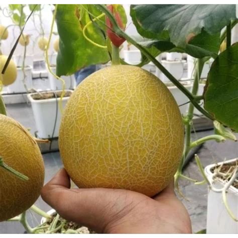 Jual Biji Benih Melon Inthanon Golden Emerald Isi 5 Butir Shopee