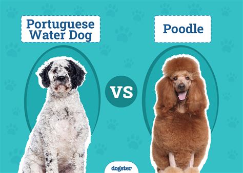 Portuguese Water Dog Vs Poodle The Differences With Pictures Dogster