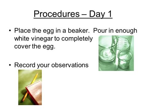 Egg In Vinegar Beaker