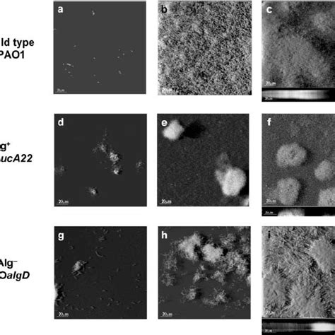 Pdf Alginate Production Affects Pseudomonas Aeruginosa Biofilm Development And Architecture