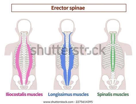 Illustration Anatomy Erector Spinae Muscle Stock Vector Royalty Free